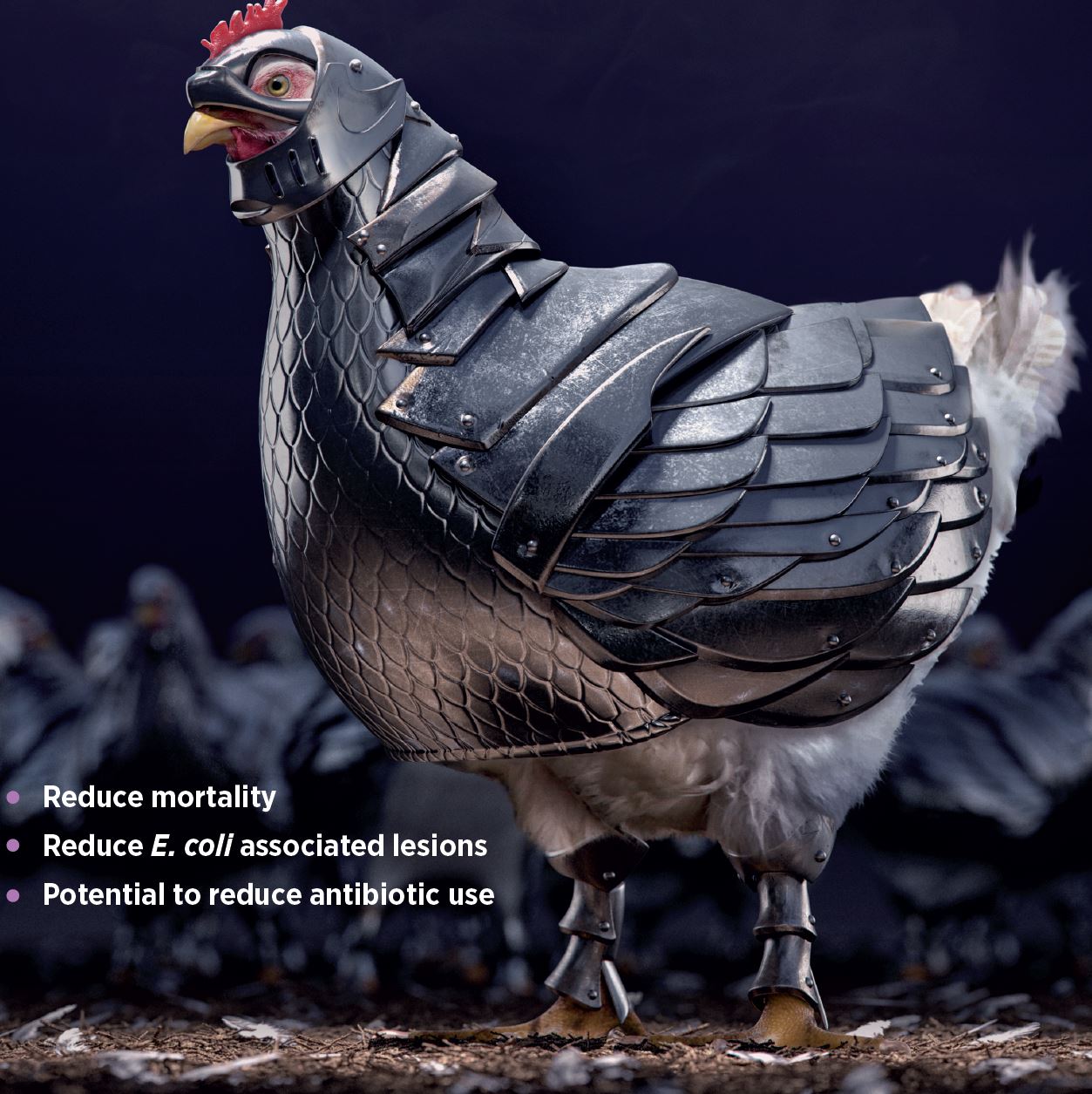 E Coli Prevention In Poultry