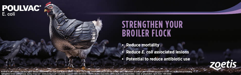 E Coli Prevention In Poultry