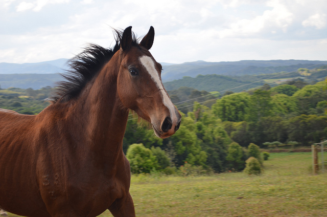 Pale Gums In Horses